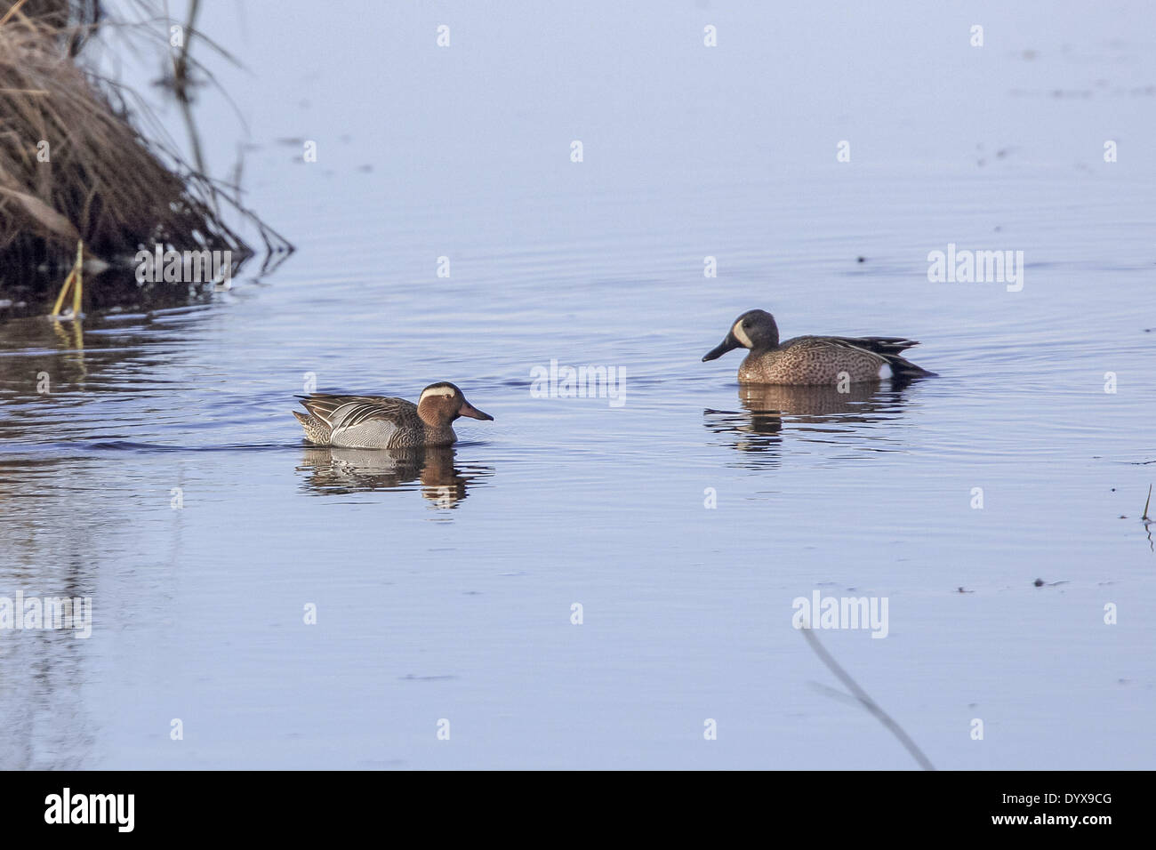 Grantsburg, Wisconsin, USA. 26th Apr, 2014. A drake Garganey (left ...