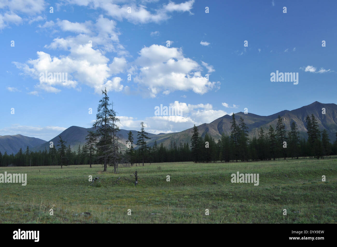 Green meadows in mountain valley of the river Suntar. Russia, Yakutia ...
