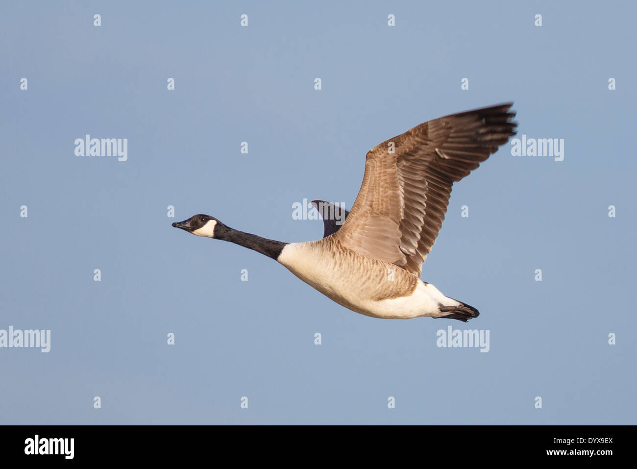 Canada goose flying hi-res stock photography and images - Alamy