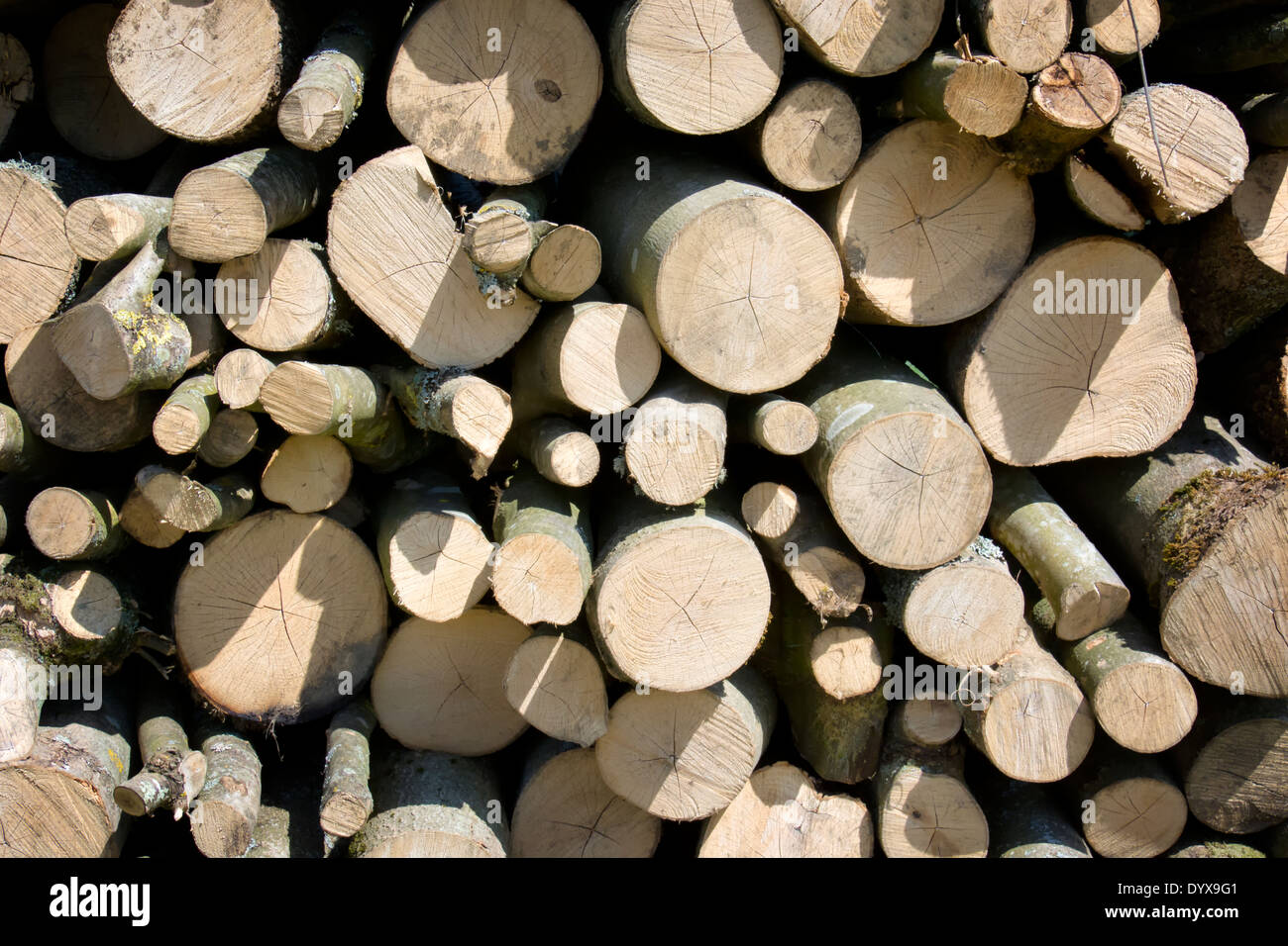 Log Ends High Resolution Stock Photography and Images - Alamy