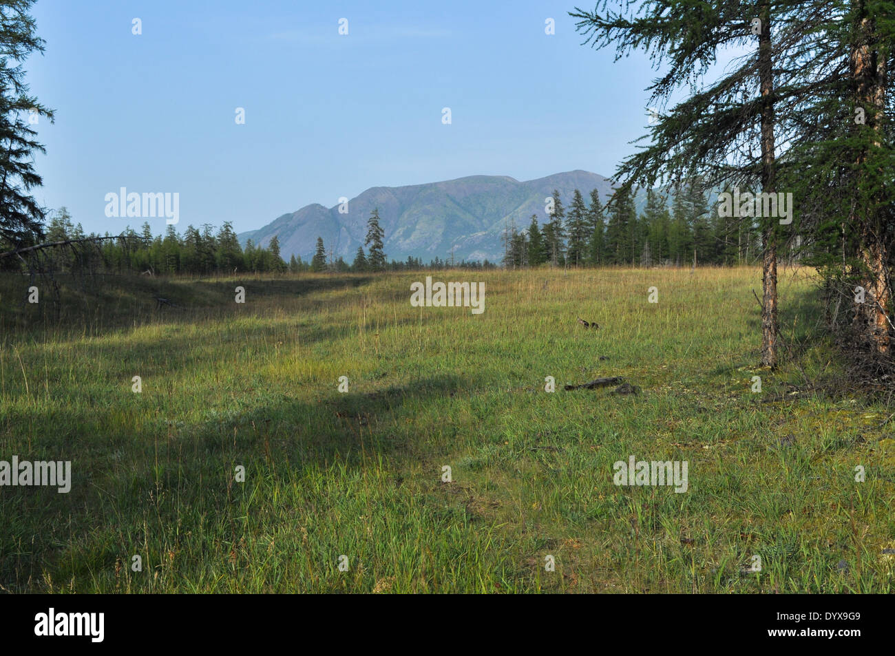 Green meadows in mountain valley of the river Suntar. Russia, Yakutia ...