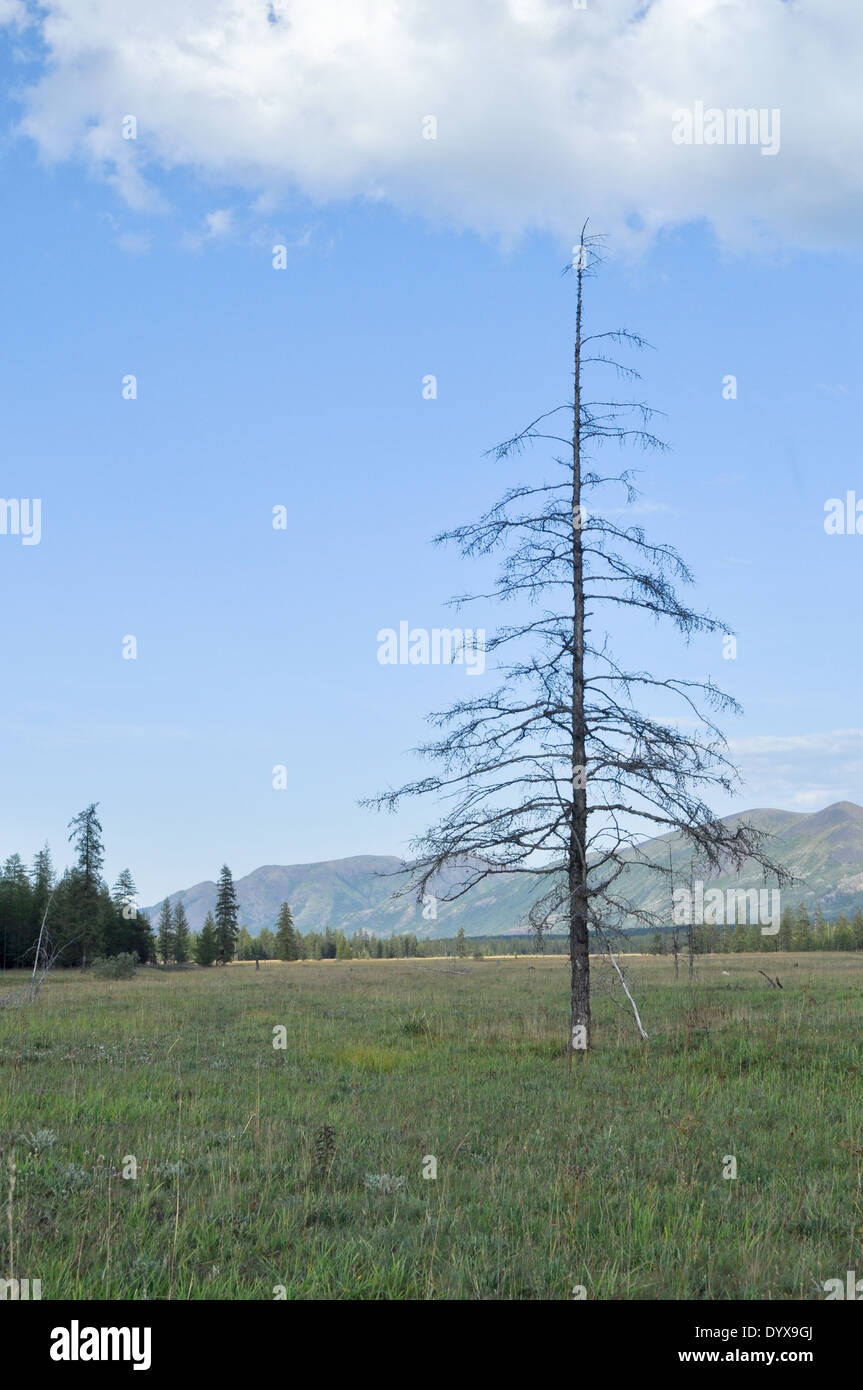 Green meadows in mountain valley of the river Suntar. Russia, Yakutia ...