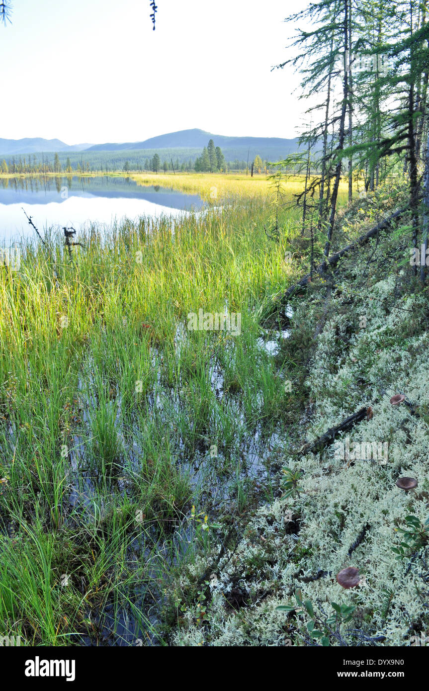 Beach Yakut lake early in the morning on the Oymyakon plateau Stock ...
