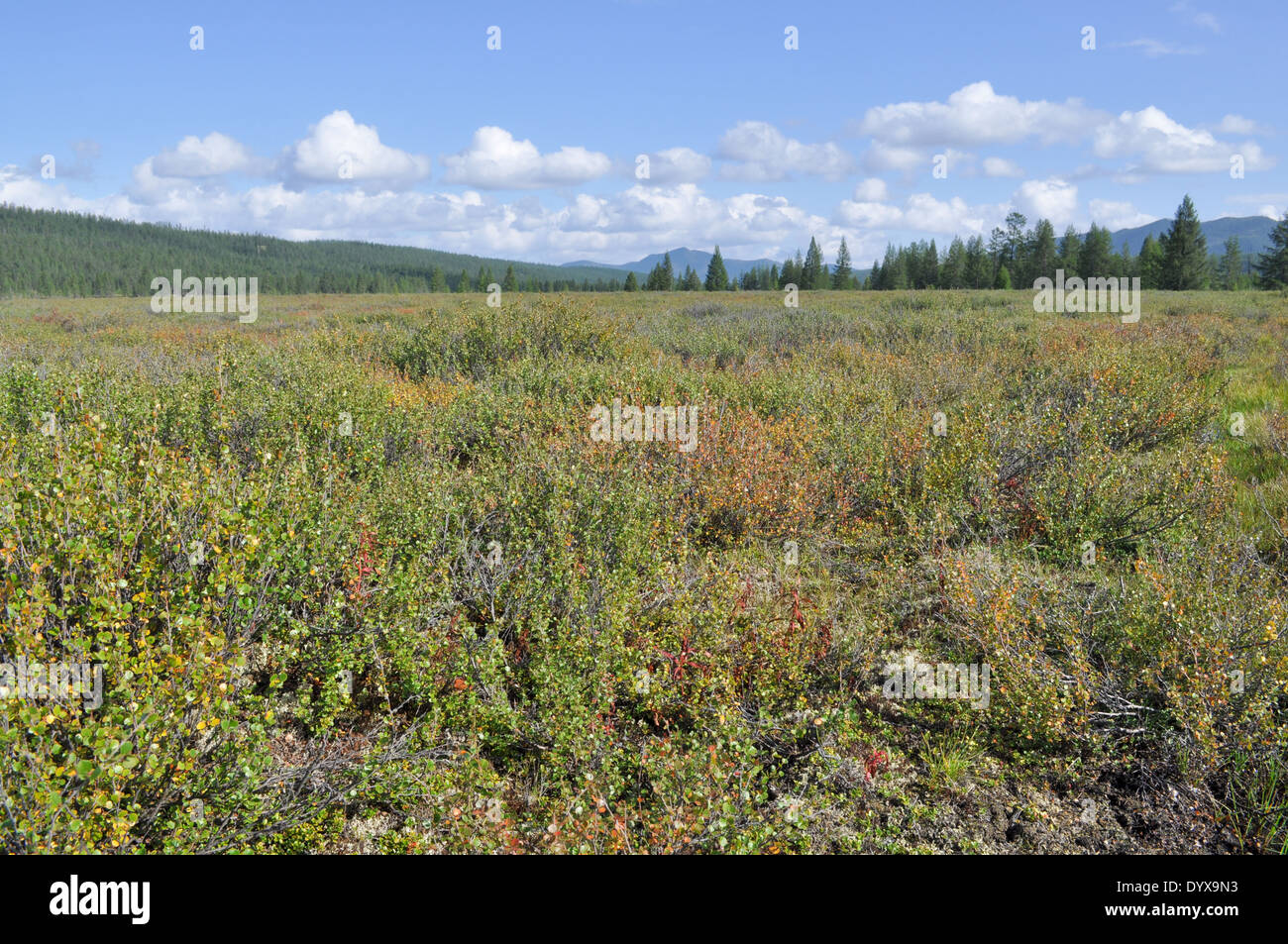 Landscape Yakutian tundra. The valley of the river Suntar in the hill ...