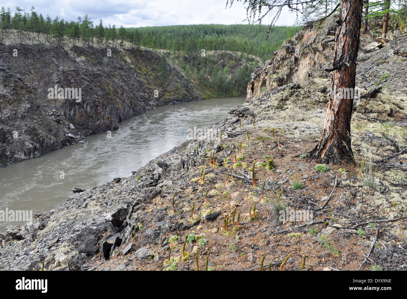Canyon of the mountain river in Yakutia. Ridge Suntar-khayata, river ...