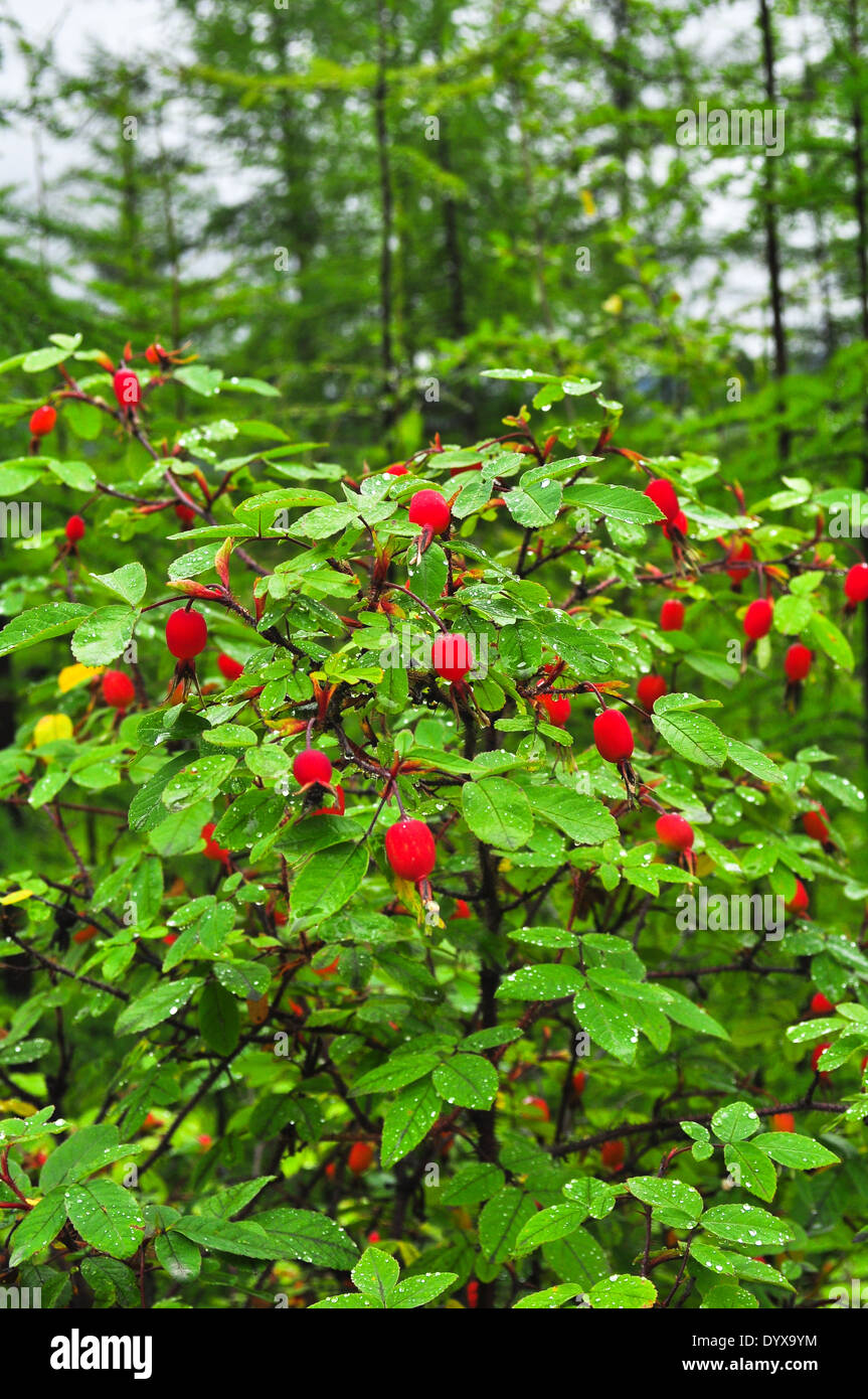 Photo bright red rose hips against the green of the leaves. Bush ripe ...