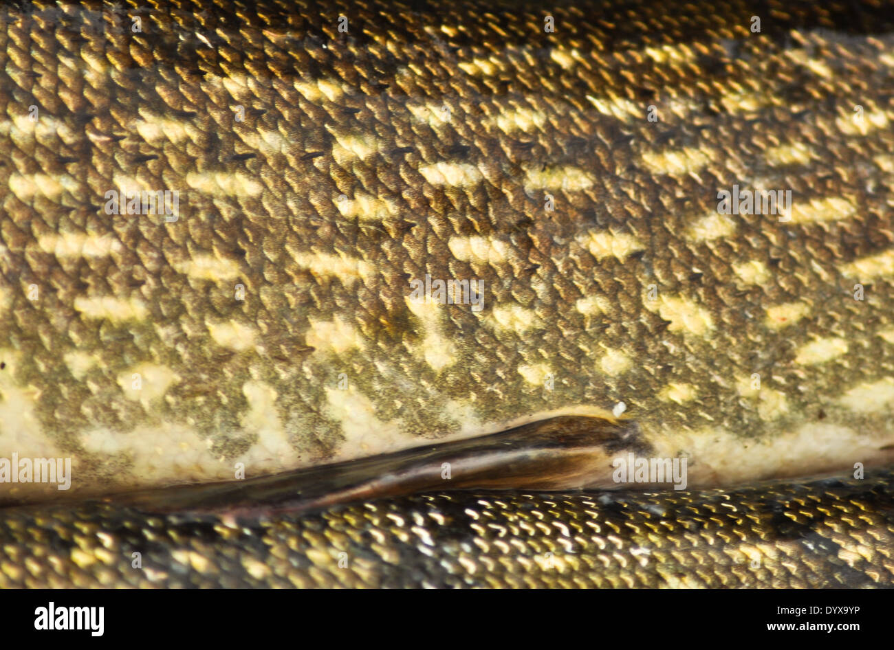 Skin of a fish with scales. The texture and pattern of coloring ...