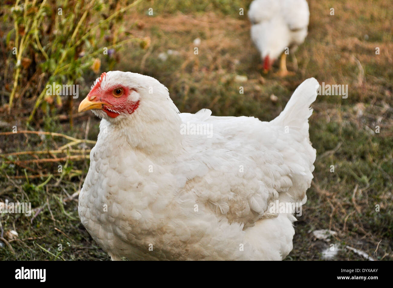 Rural chicken hi-res stock photography and images - Alamy