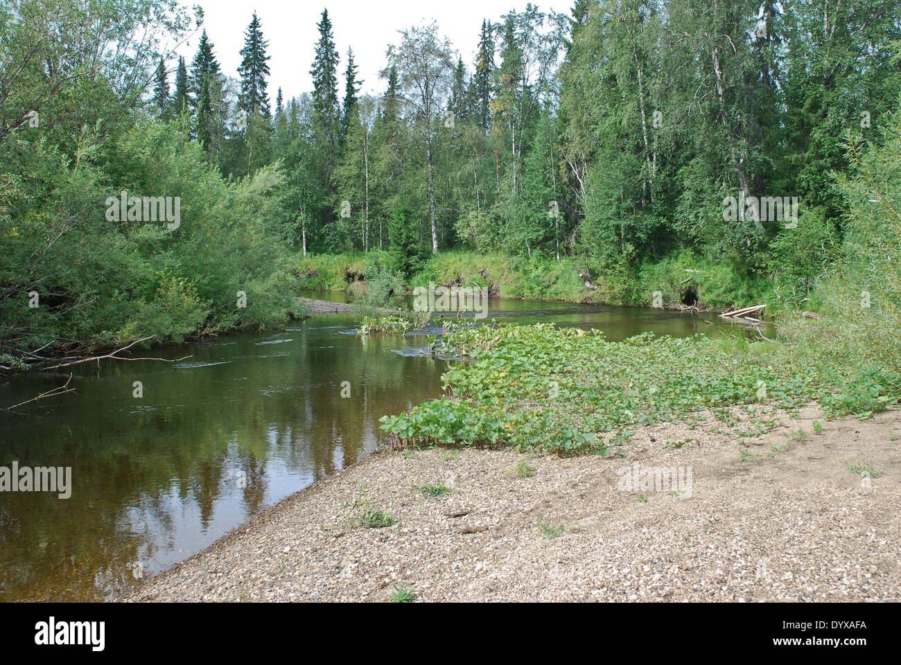 Calm forest river. Virgin Komi forests, taiga in the Ridge Chernyshov ...