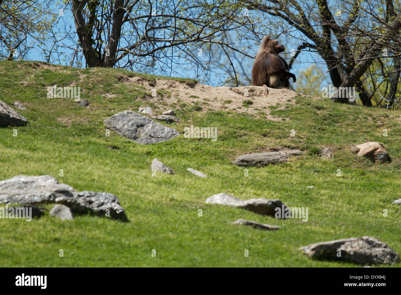 Baboon on the hill Stock Photo - Alamy