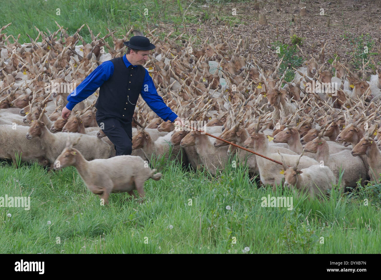 Hortobagy. 26th Apr, 2014. A sheperd herds a flock of racka sheep ...