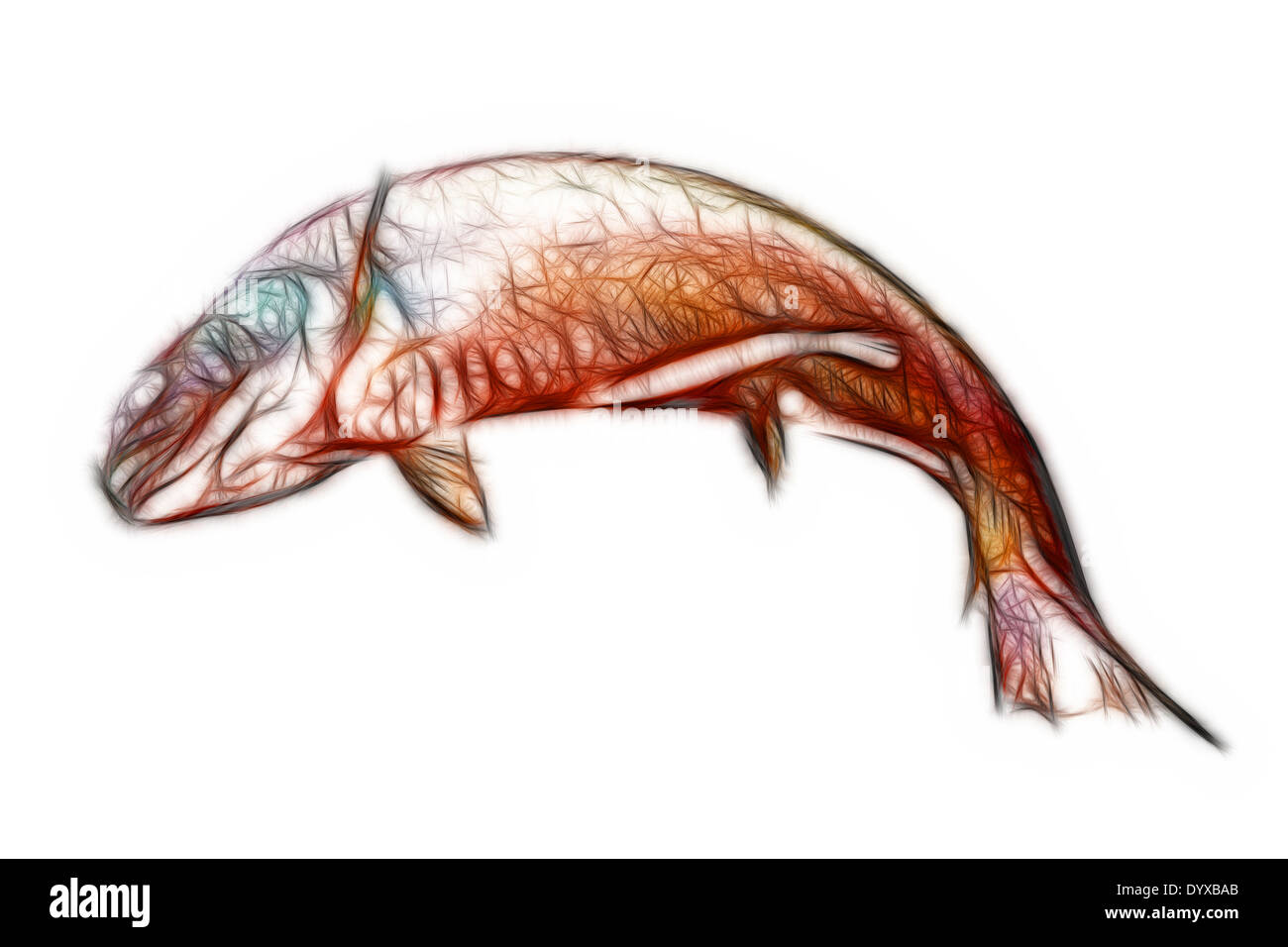 Skeleton of salmon hi-res stock photography and images - Alamy