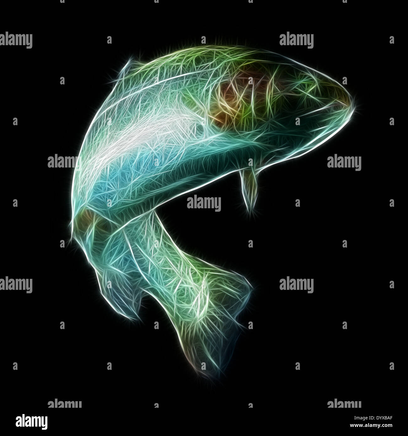 ADULT TROUT FISH ISOLATED ON BLACK Stock Photo - Alamy