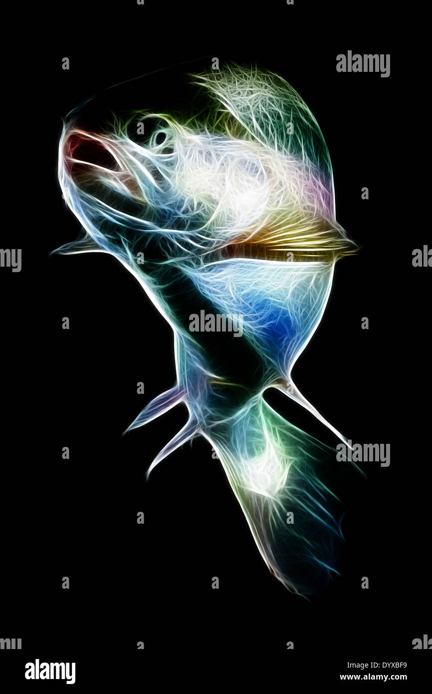 ADULT TROUT FISH ISOLATED ON BLACK Stock Photo - Alamy