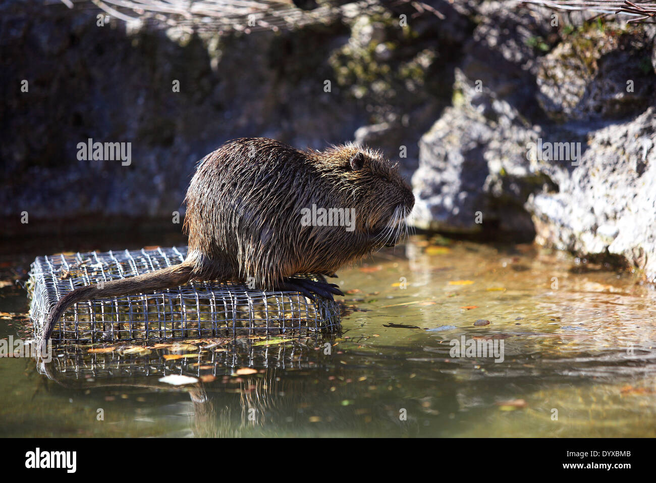 Mice industry hi-res stock photography and images - Alamy