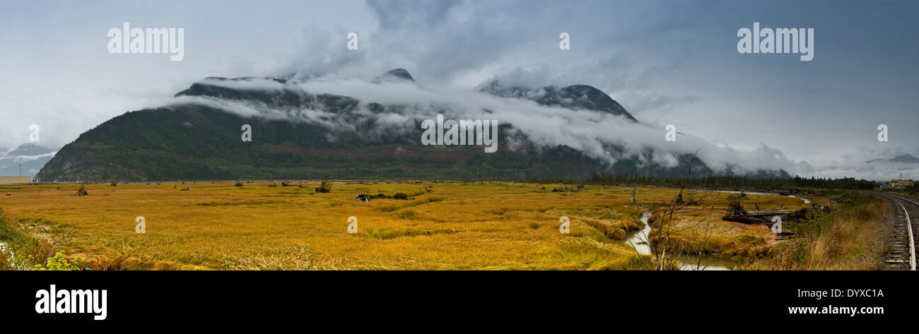 panorama across bight yellow swamp grass with stream though to forest ...