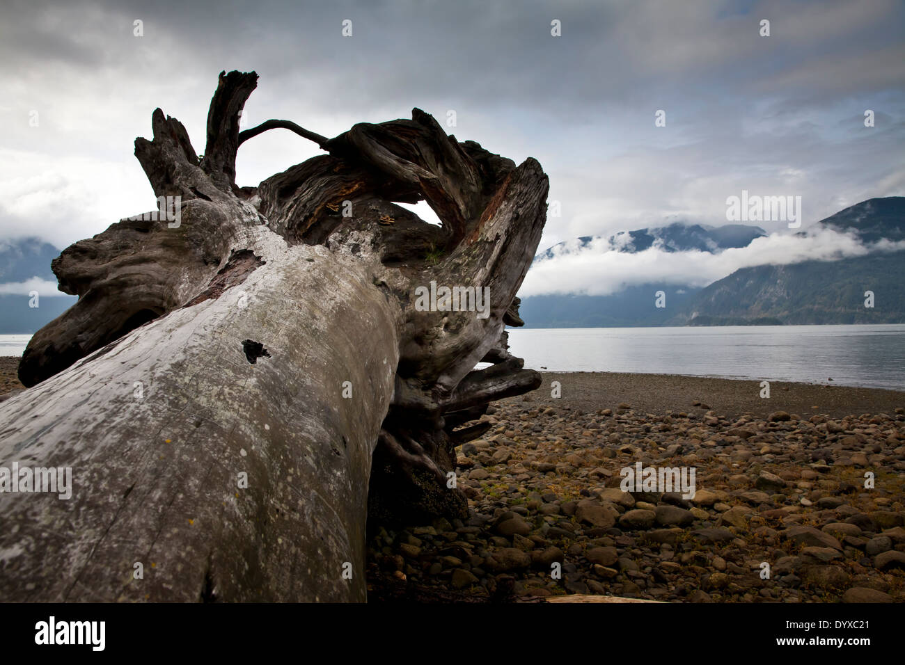 view looking along driftwood trees on a pebble beach in a calm inlet ...