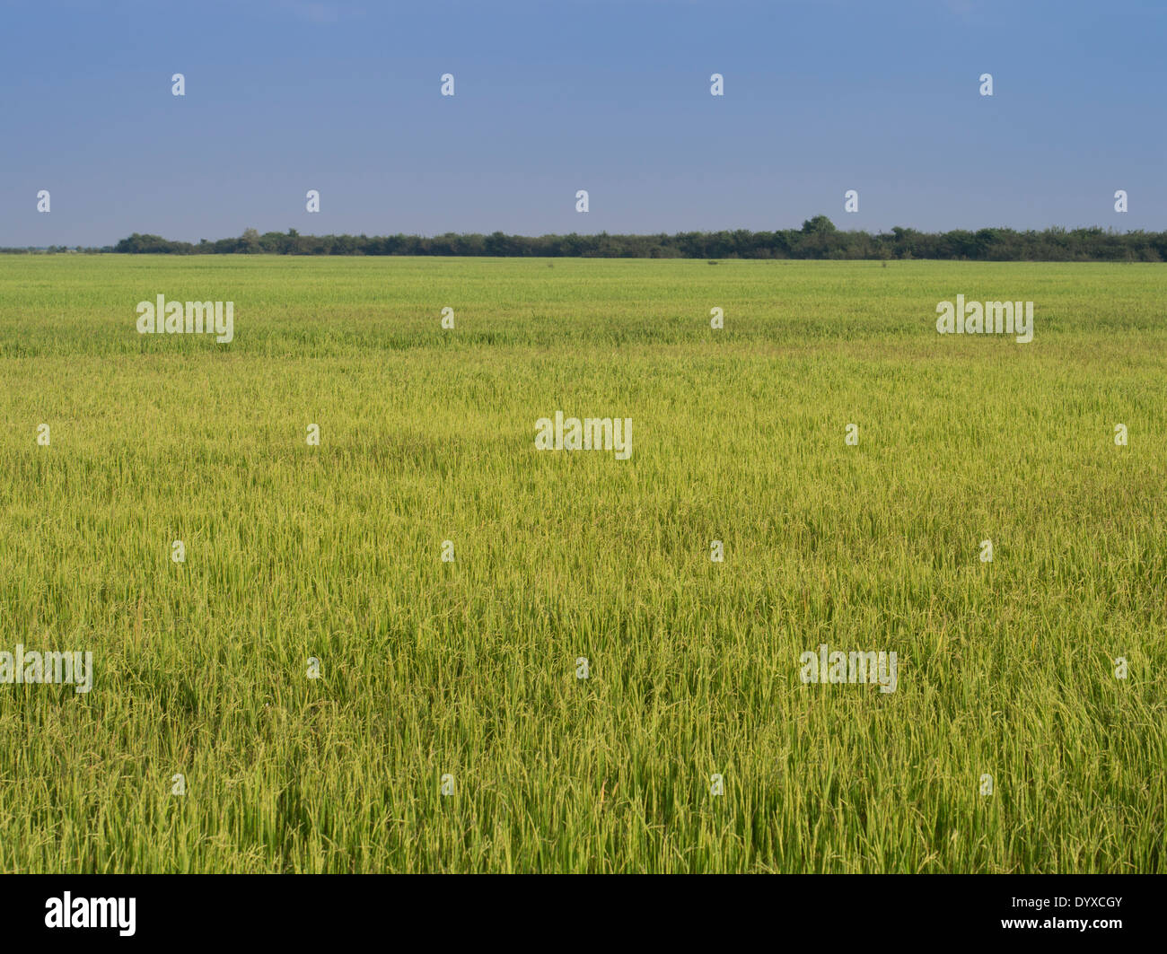 Rye grass hi-res stock photography and images - Alamy