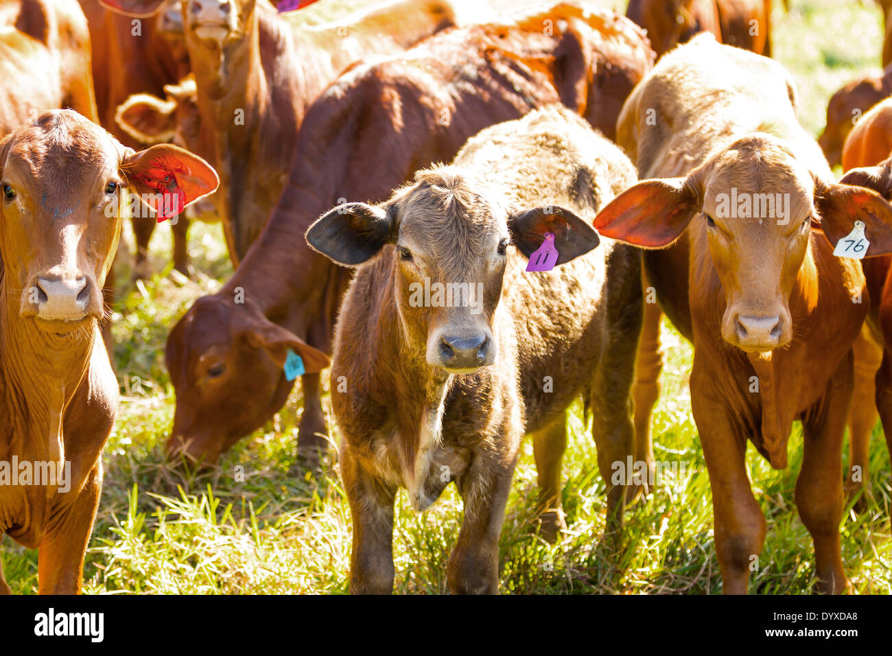 Australian cattle station hi-res stock photography and images - Alamy