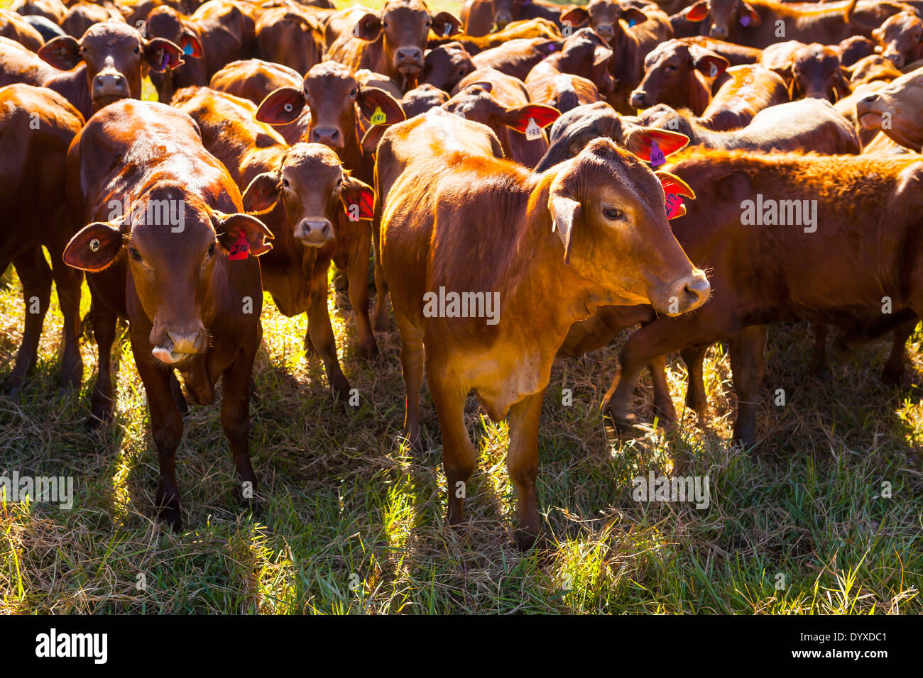 Cattle stations australia hi-res stock photography and images - Alamy