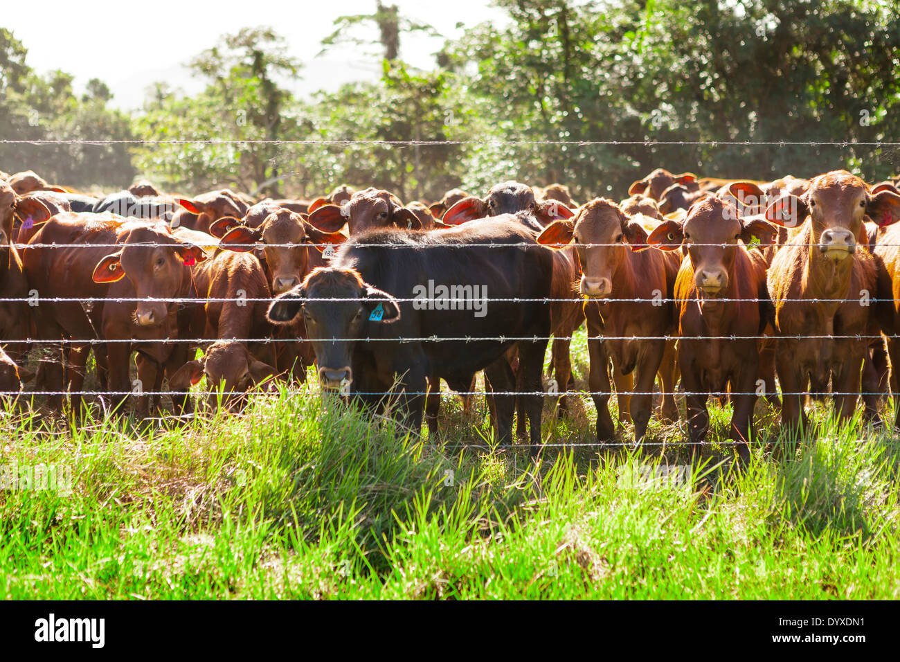 Cattle stations australia hi-res stock photography and images - Alamy
