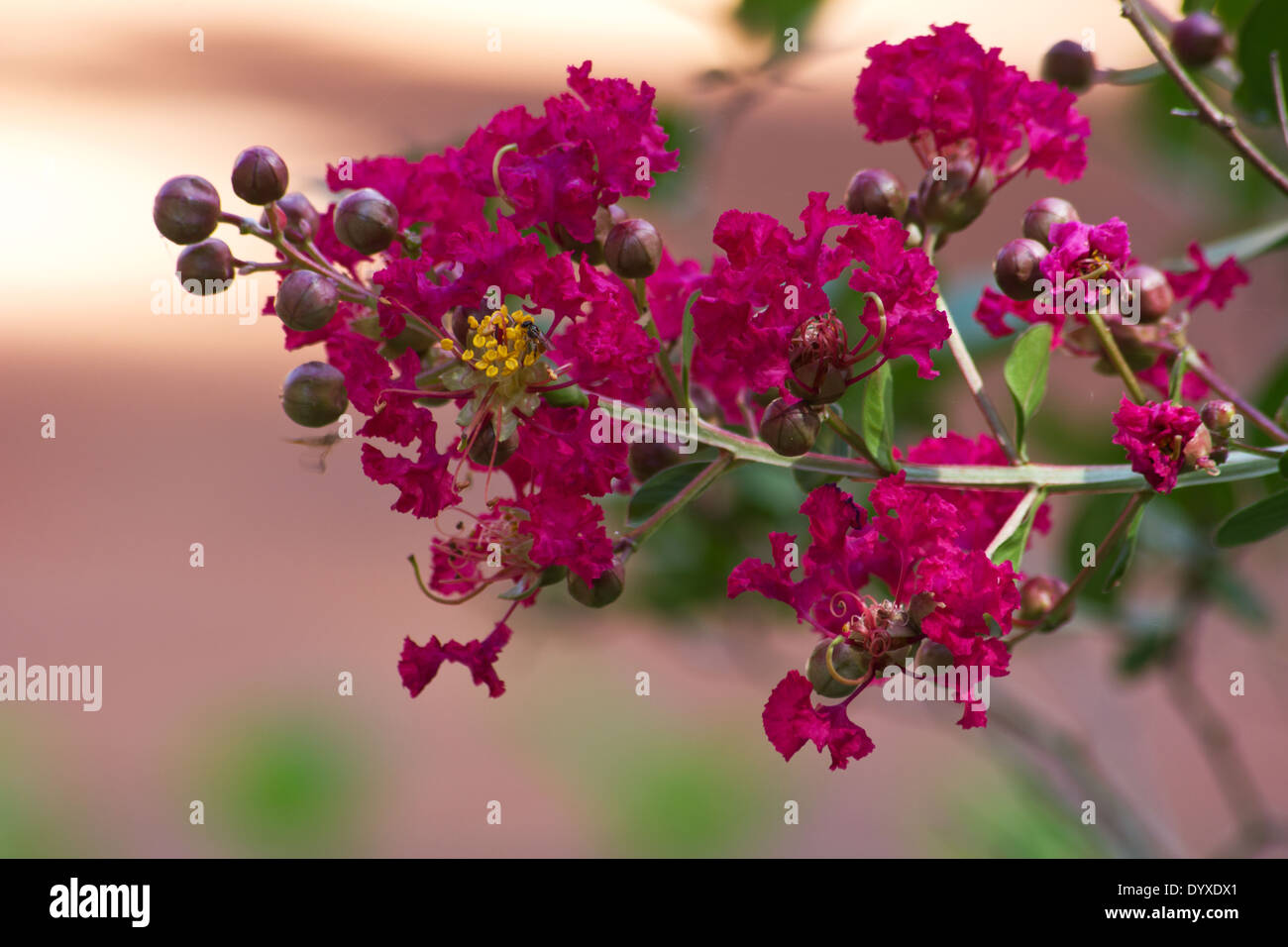 Crape myrtle (Lagerstroemia indica) plant in bloom Stock Photo - Alamy