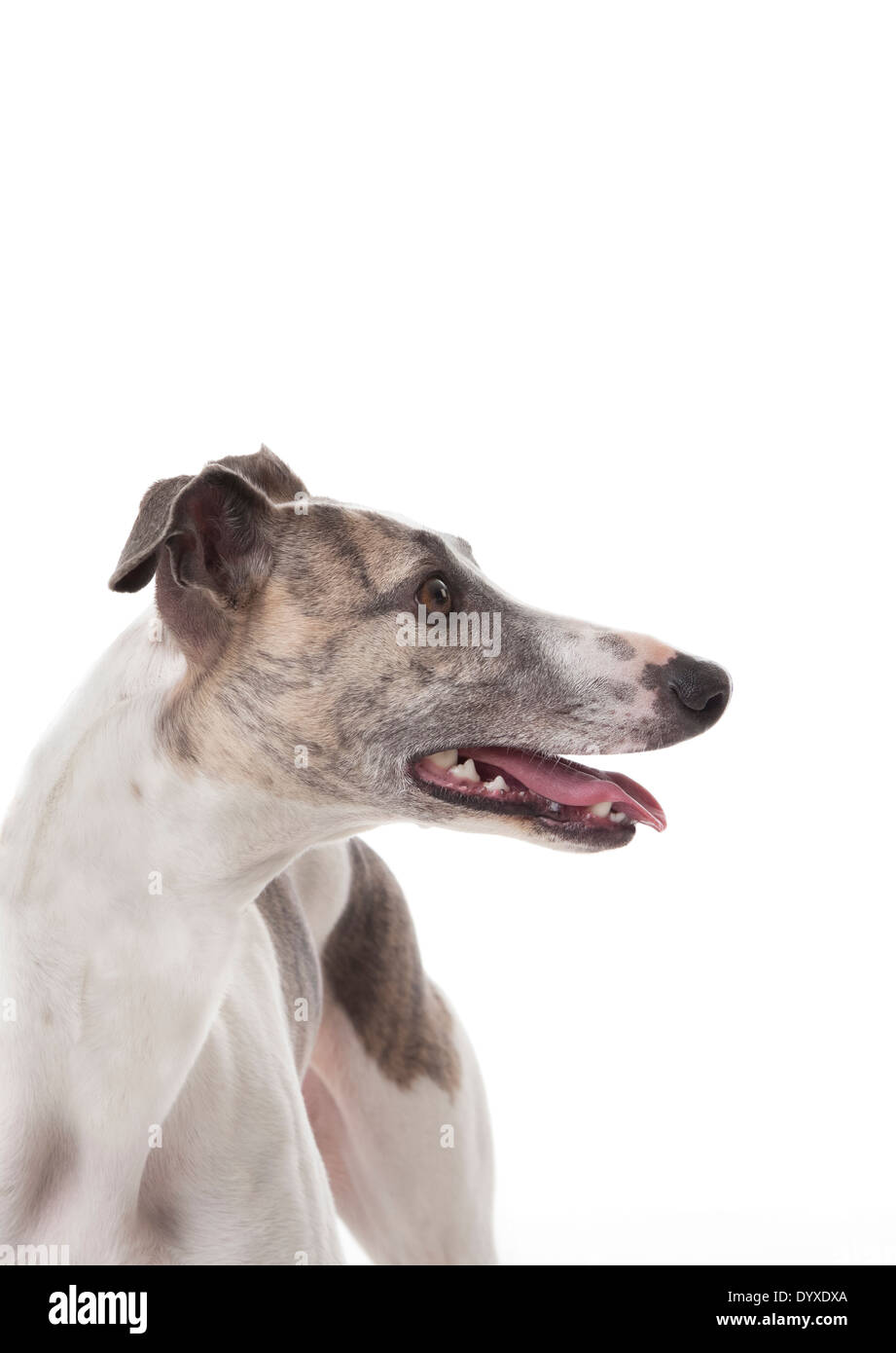 Australian Greyhound High Resolution Stock Photography and Images - Alamy