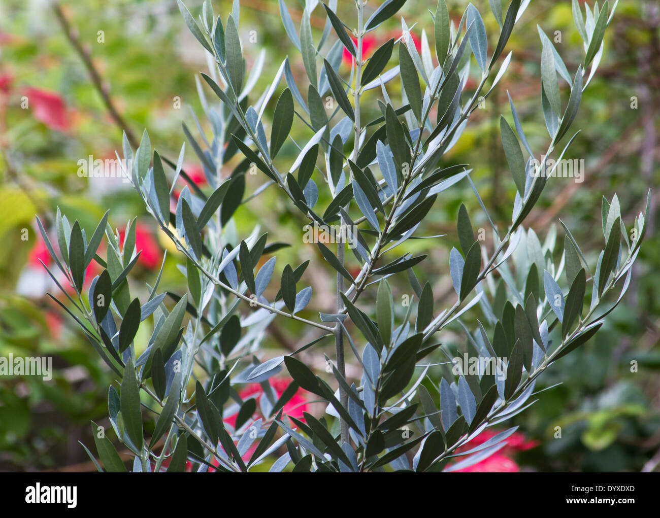 Olive tree (Olea europaea) branch and leaves Stock Photo - Alamy