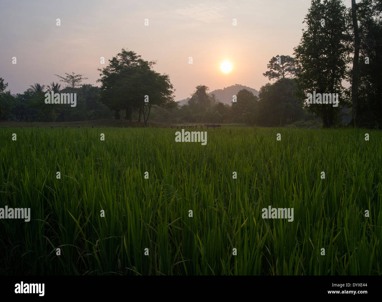 Siem reap rice fields hi-res stock photography and images - Alamy