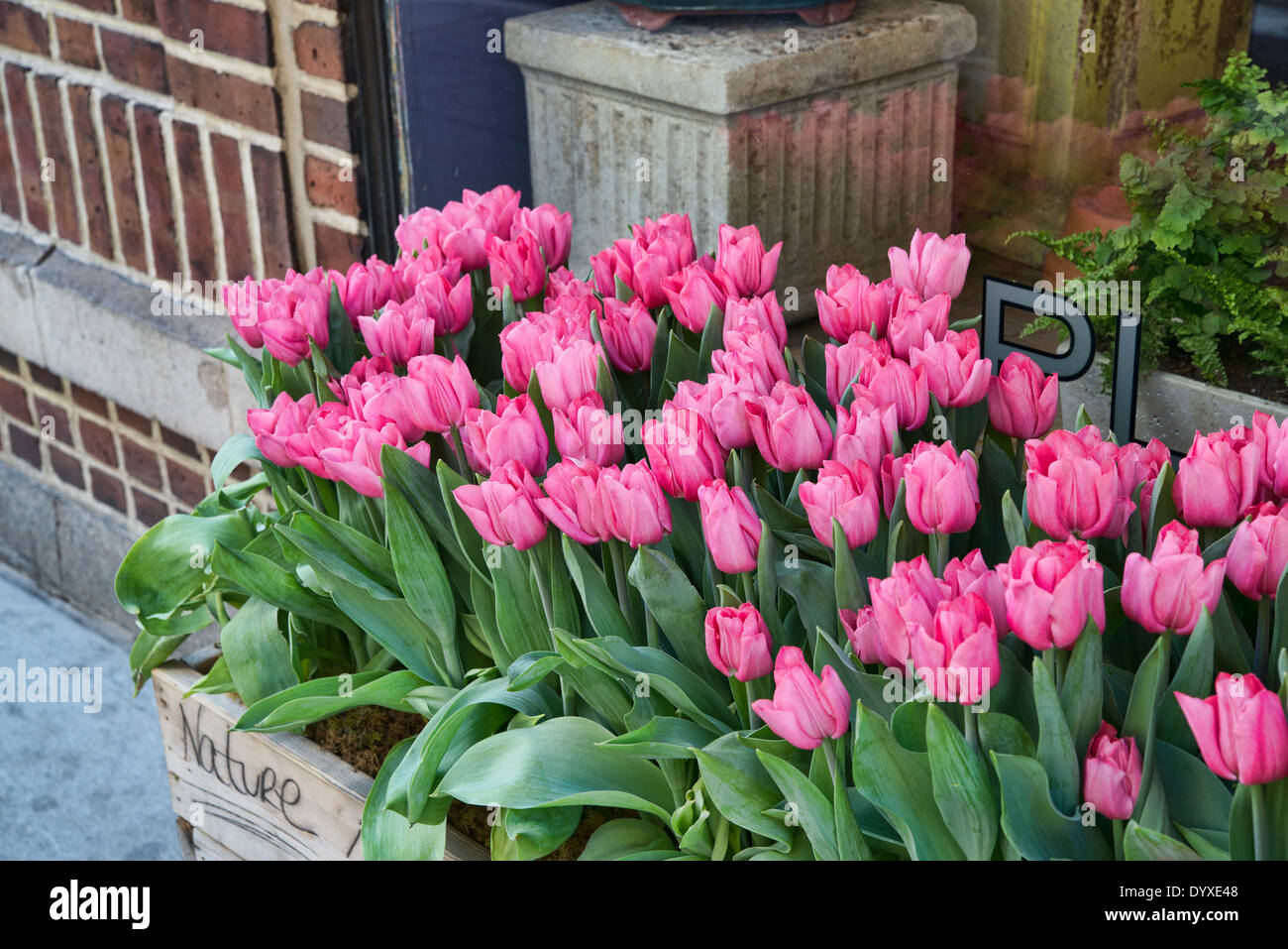 Pink Spring Tulips, Growing in a Wooden Planting Box, in Front of a New ...