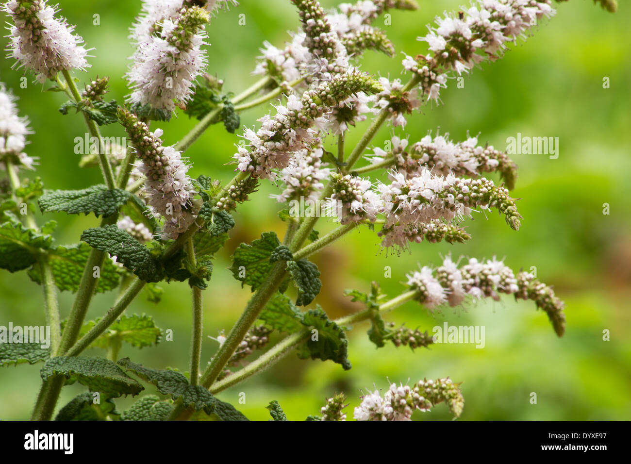 Mint (Mentha suaveolens) plant in bloom on natural background Stock ...