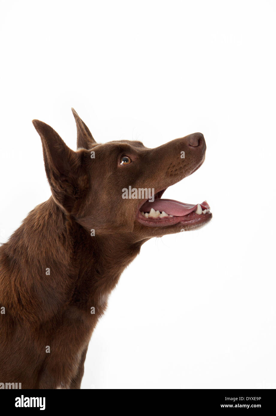 Australian kelpie High Resolution Stock Photography and Images - Alamy