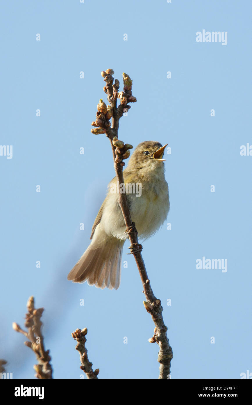 Chiffchaff singing hi-res stock photography and images - Alamy