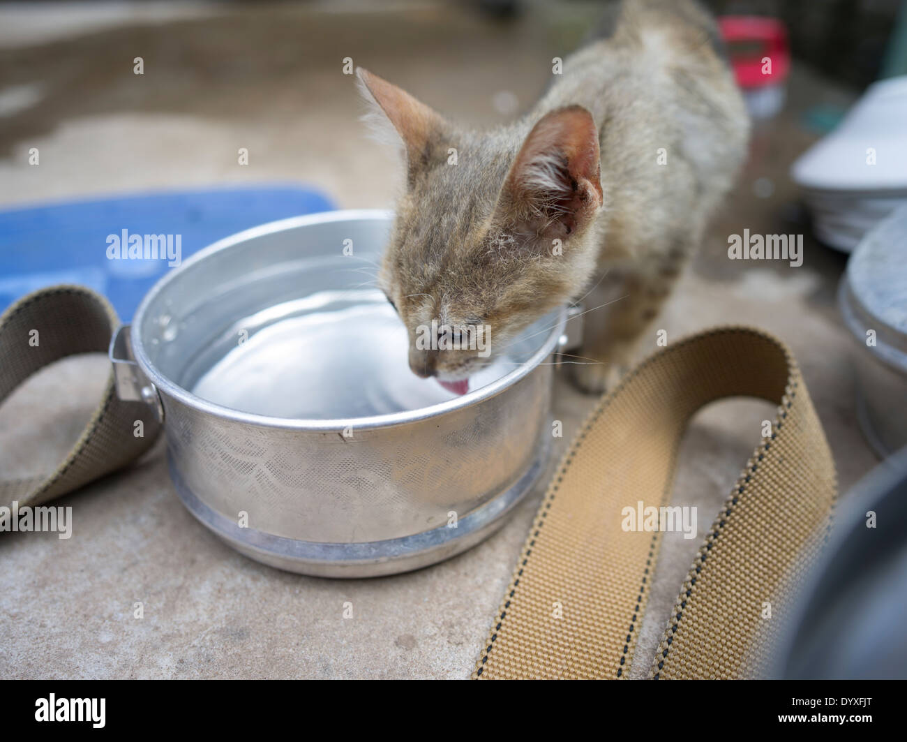 Stray cats at Wat Athvea Temple, Siem Reap, Cambodia. These cat are ...