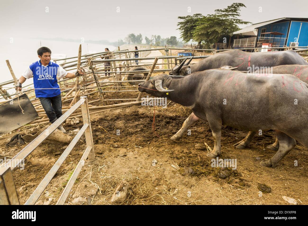 Cattle trade boat hi-res stock photography and images - Alamy