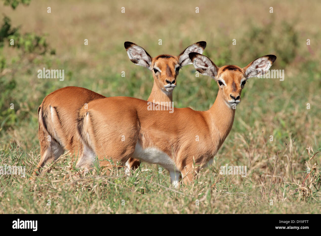 Impala fawns hi-res stock photography and images - Alamy
