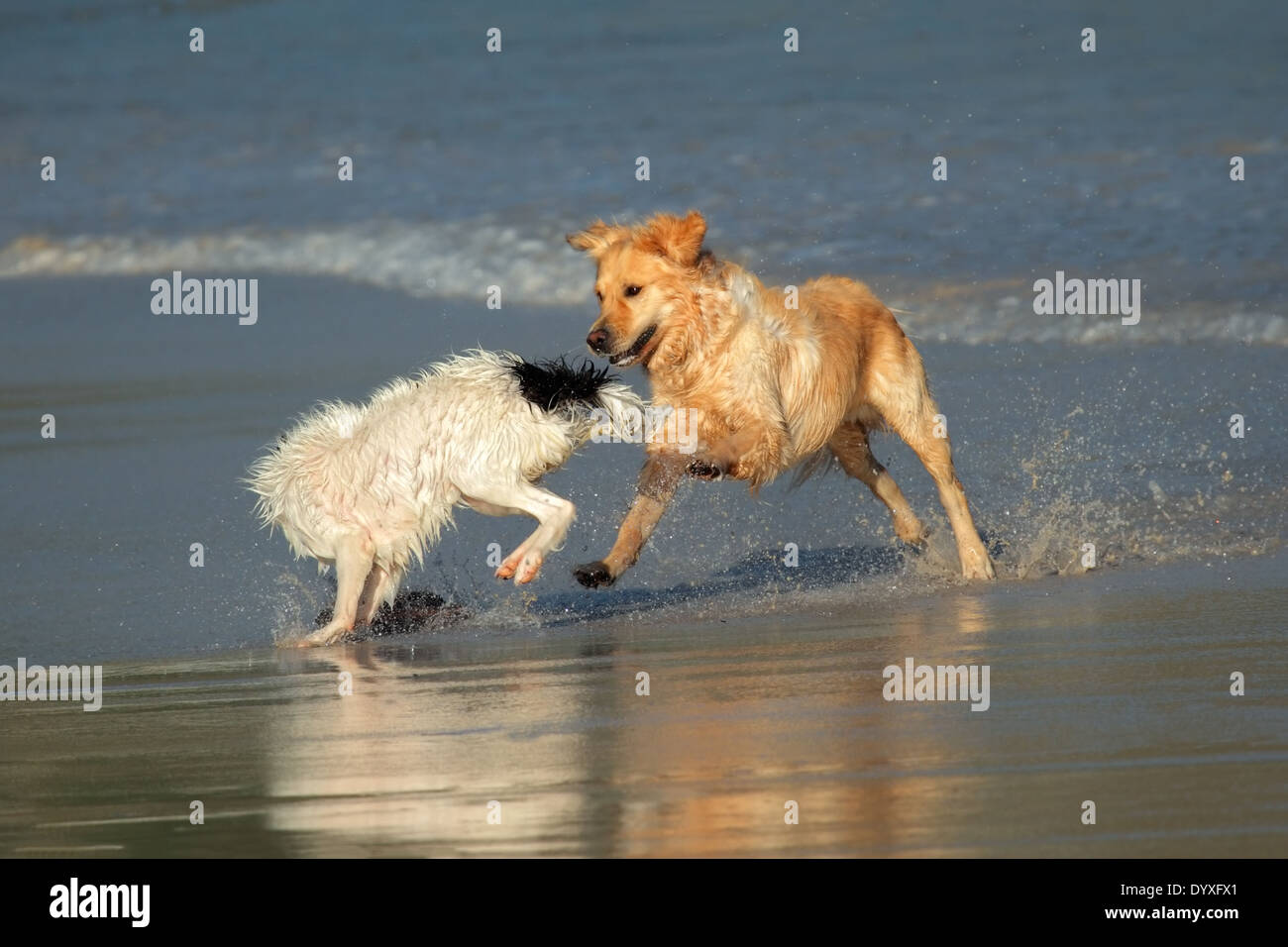 Exited dogs hi-res stock photography and images - Alamy