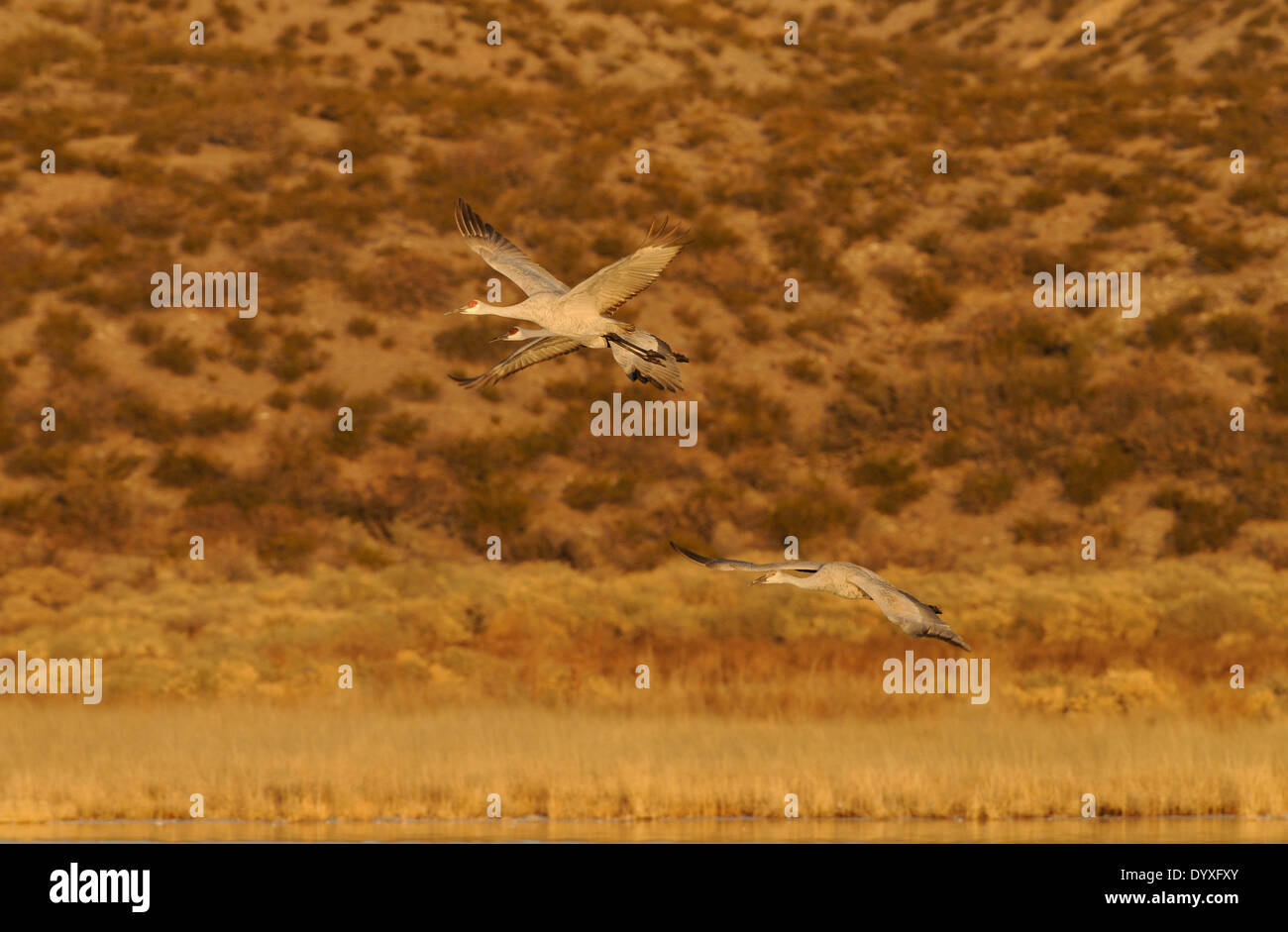 Autumn at bosque del apache national wildlife reserve hi-res stock ...