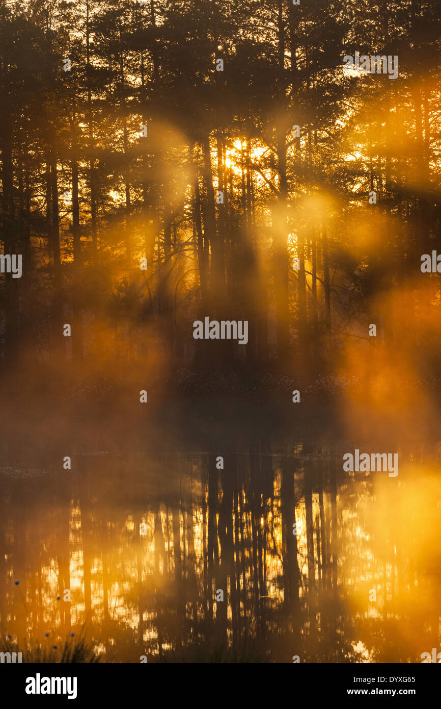 Sunbeam through mist wood hi-res stock photography and images - Alamy