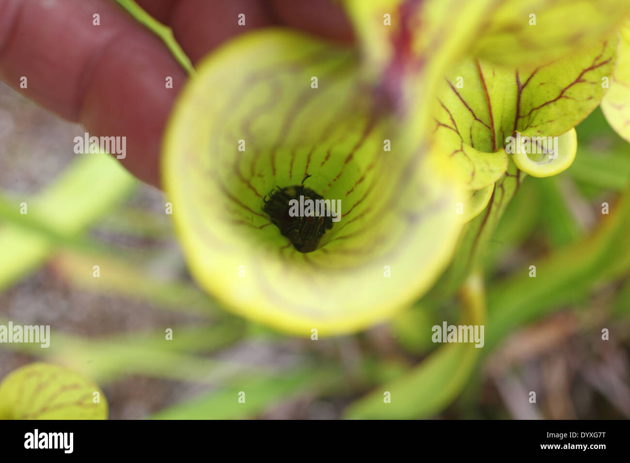 Sarracenia spp Pitcher plant showing flies in digestive soup Stock ...