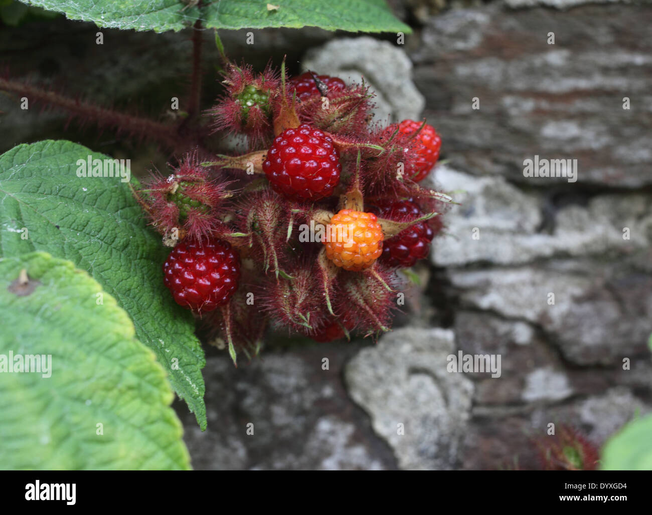 Rubus phoenicolasius japanese wineberry close hi-res stock photography ...