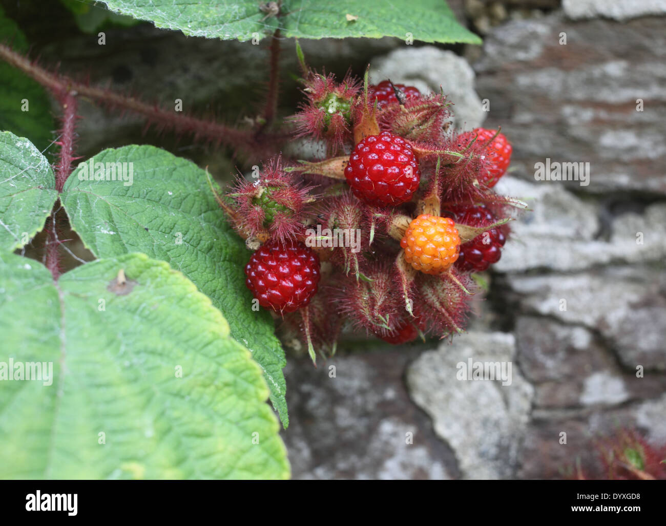 Rubus phoenicolasius japanese wineberry close hi-res stock photography ...
