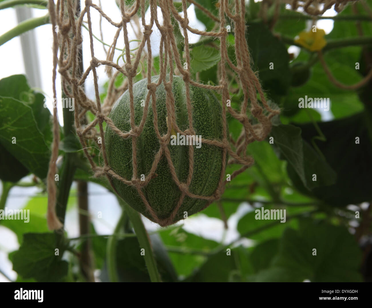 Support melon hi-res stock photography and images - Alamy