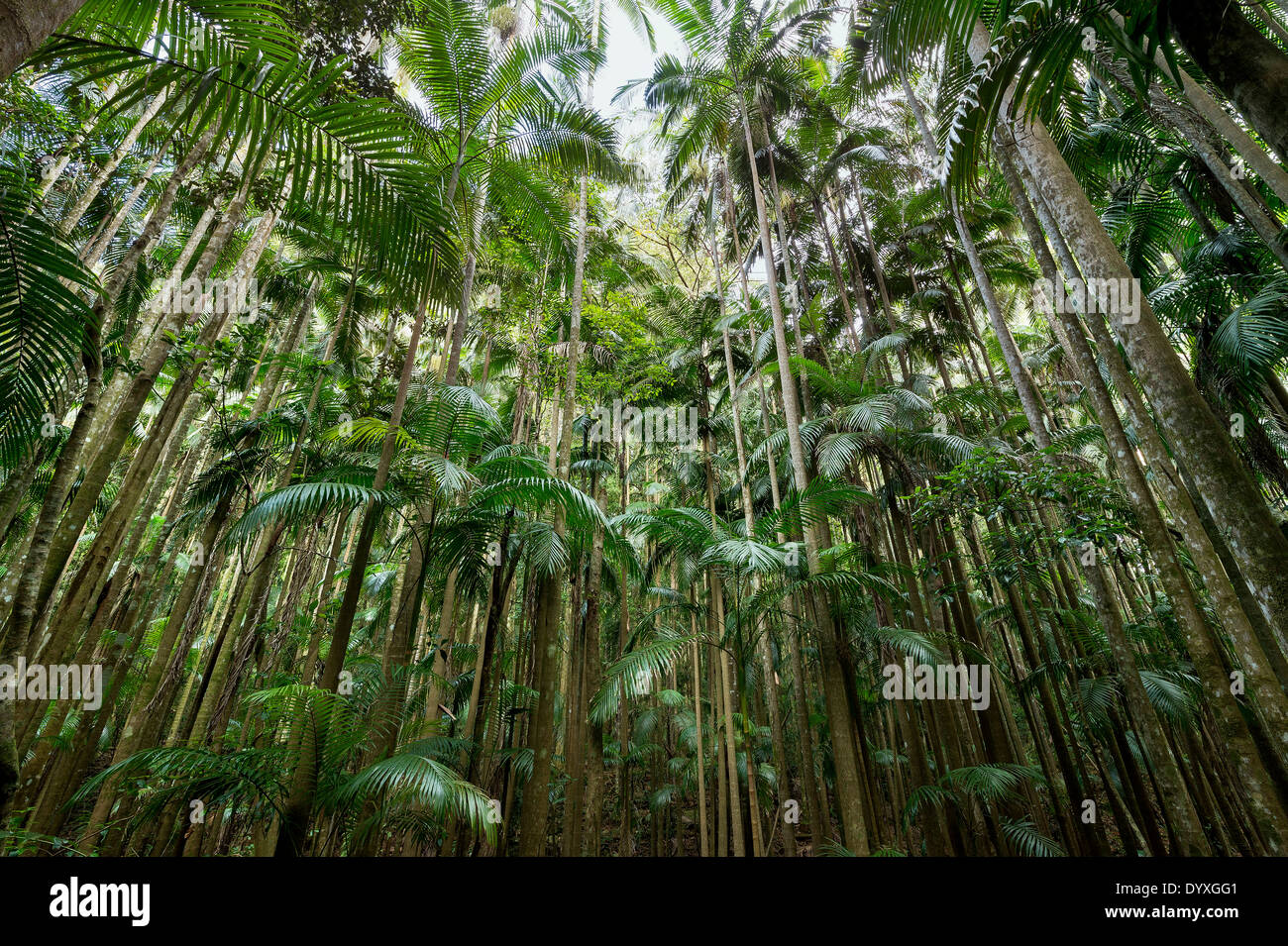 Picabean hi-res stock photography and images - Alamy