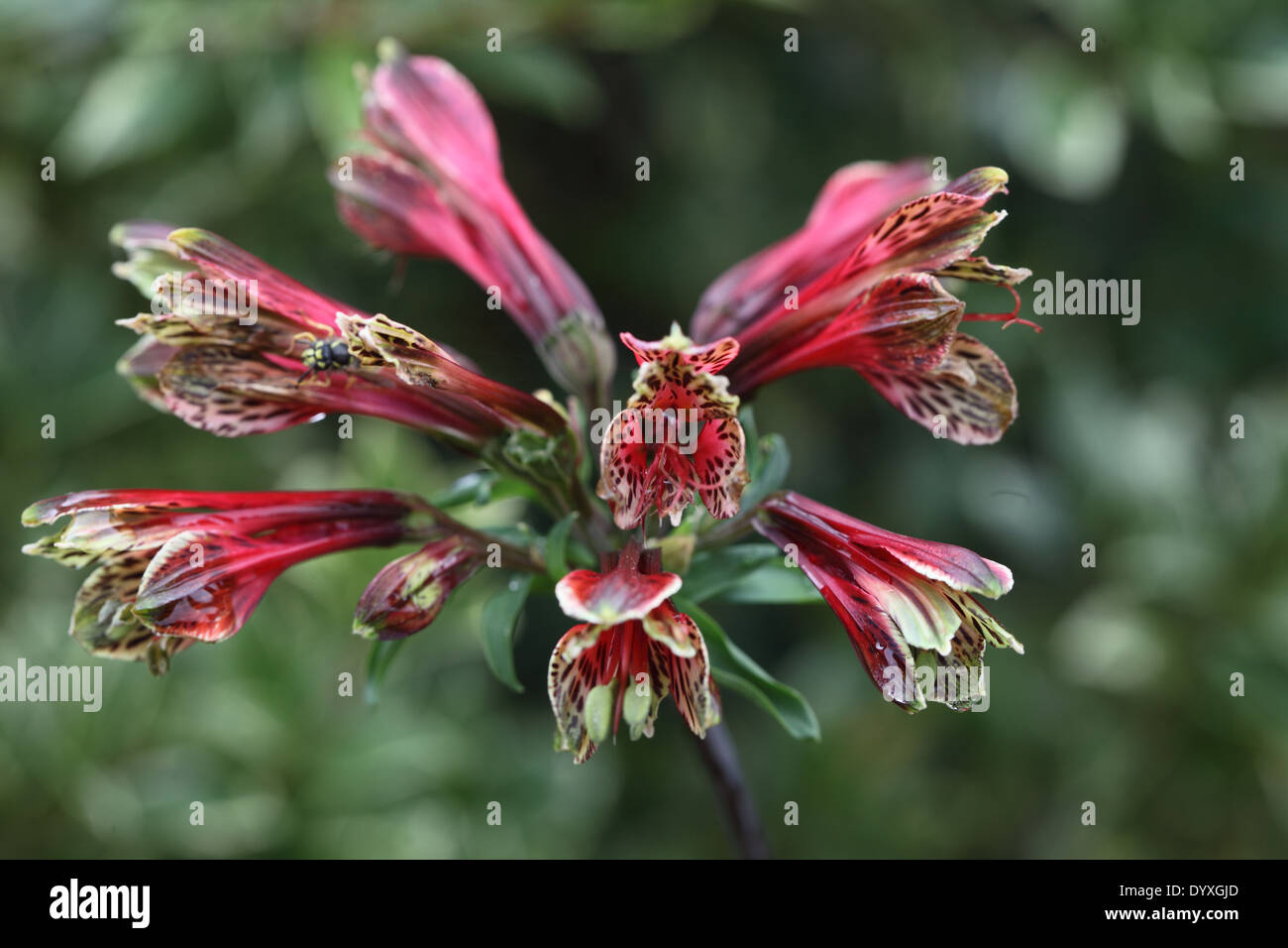 Alstroemeria psittacina hi-res stock photography and images - Alamy