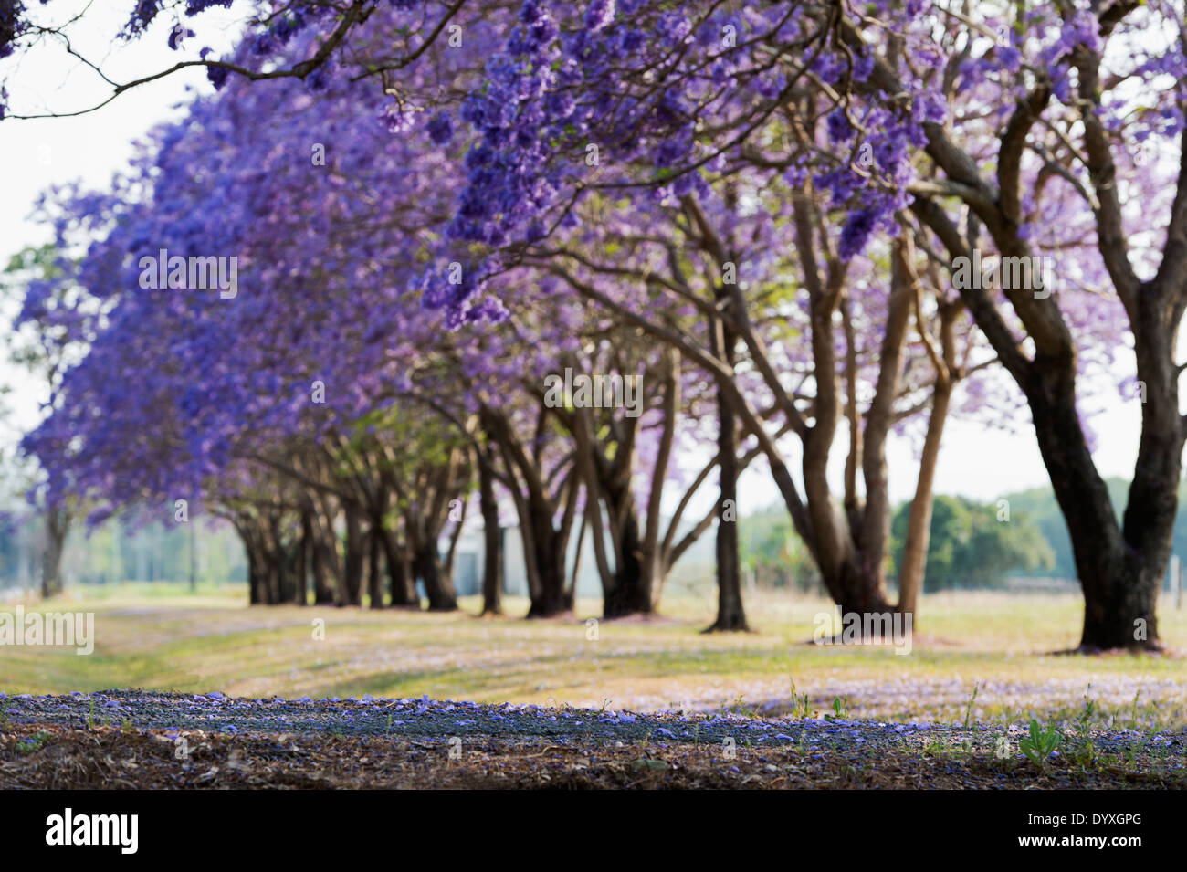 Jacaranda trees hi-res stock photography and images - Alamy