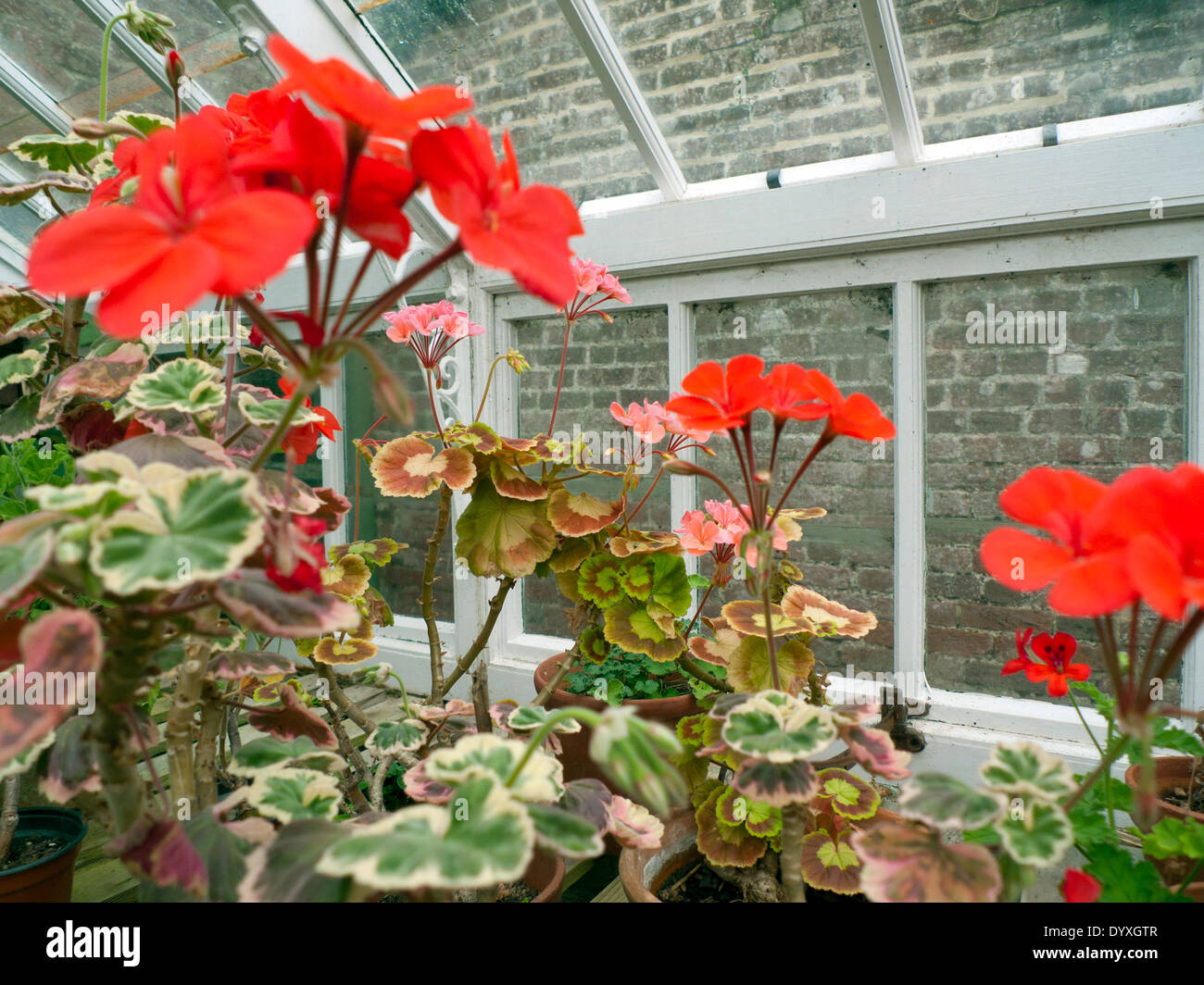 Variegated leaf geranium hi-res stock photography and images - Alamy