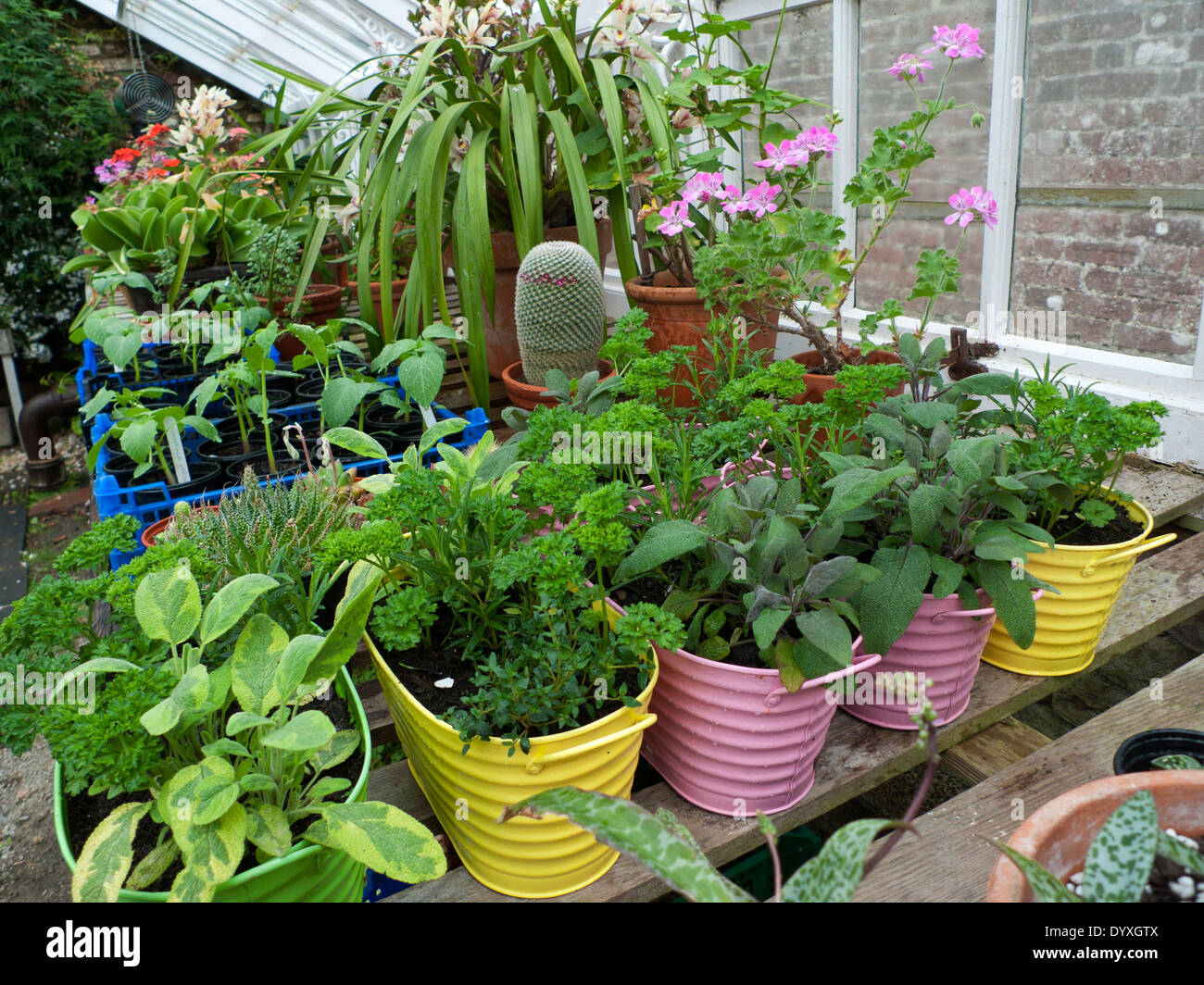 Geranium planters plants hi-res stock photography and images - Alamy