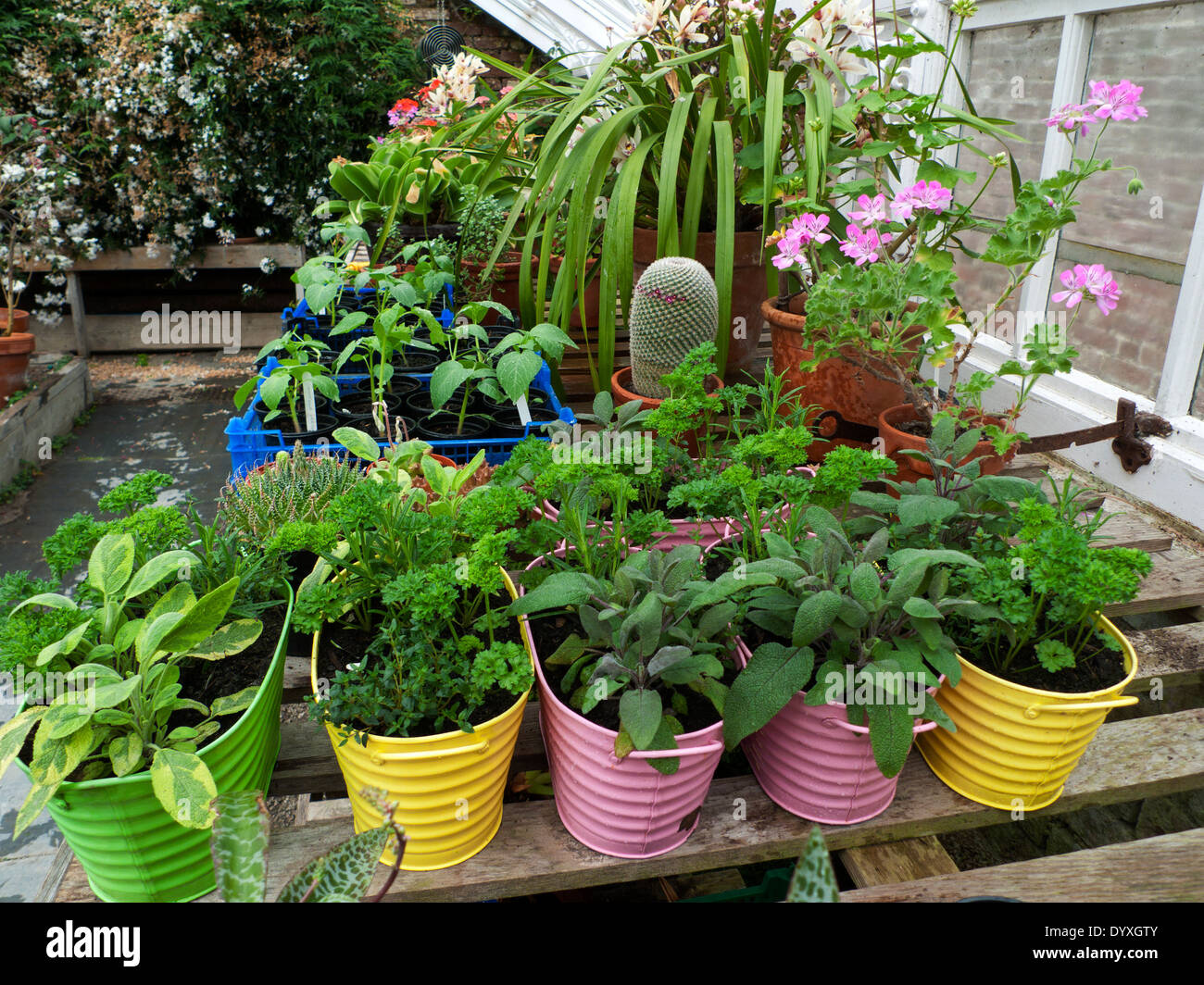 Herbs growing in pots hi-res stock photography and images - Alamy