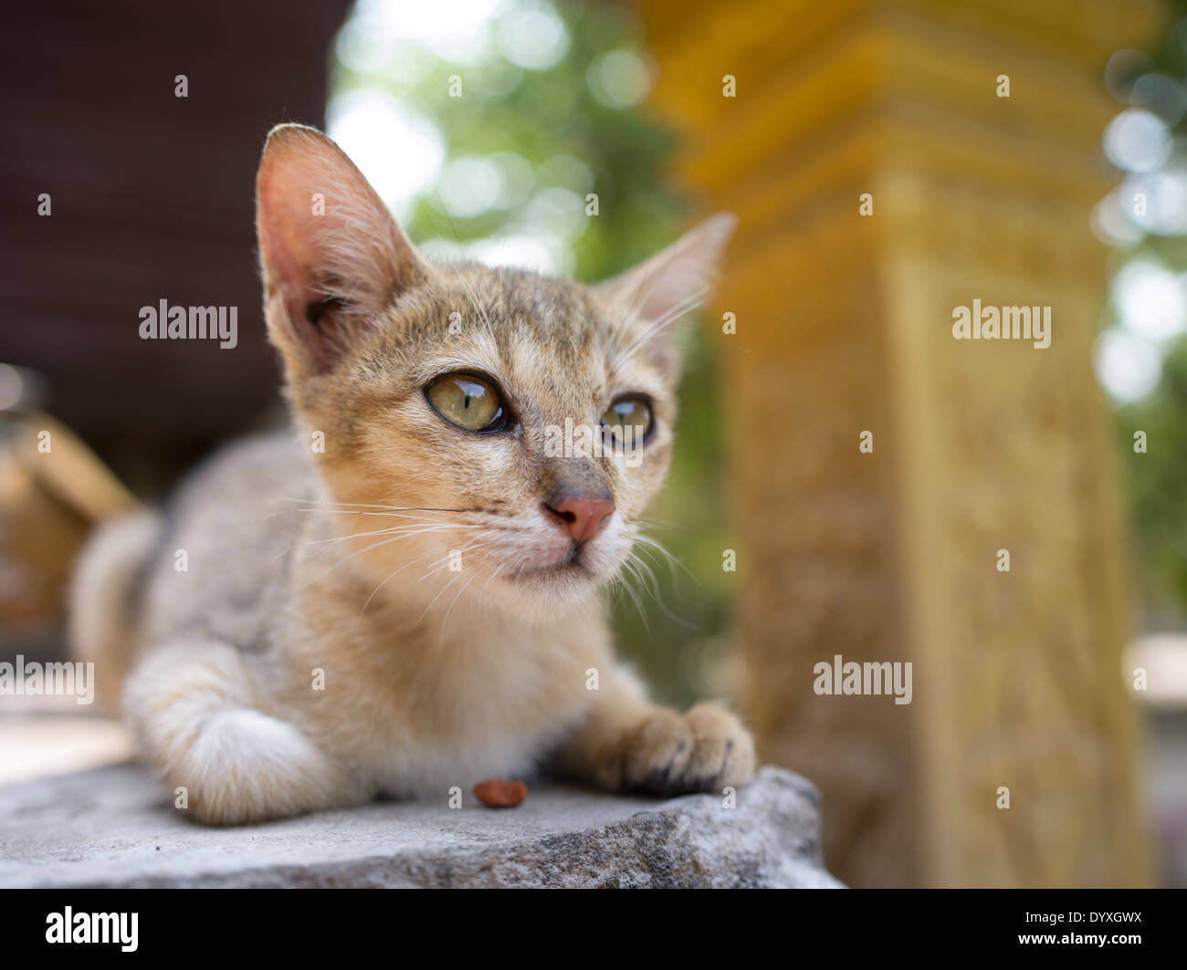 Stray cats at Wat Athvea Temple, Siem Reap, Cambodia. These cat are ...